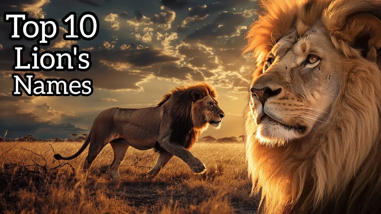 Top 10 famous Lions Names| - YouTube