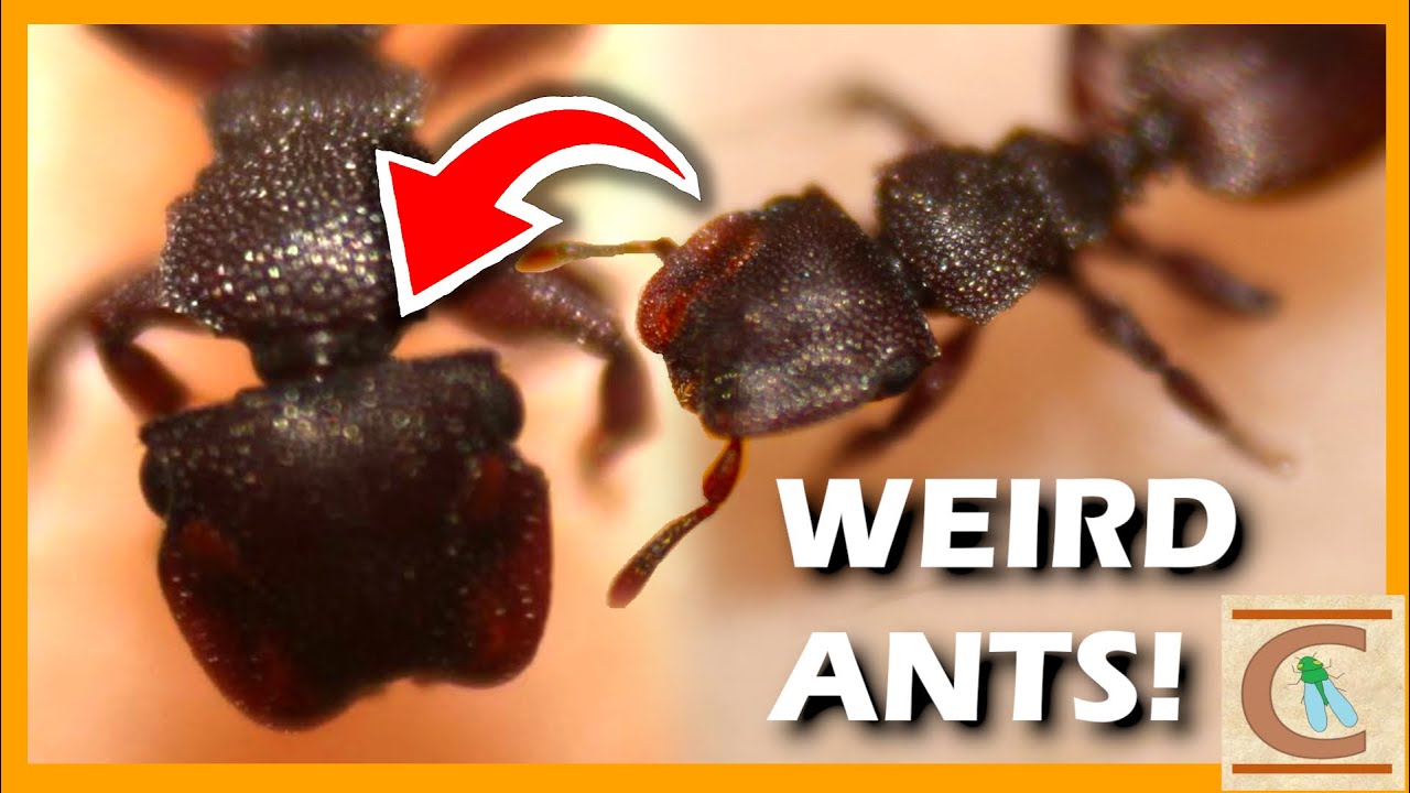 What on Earth is a TURTLE ANT?! - The World's Best Nest Guardians - YouTube