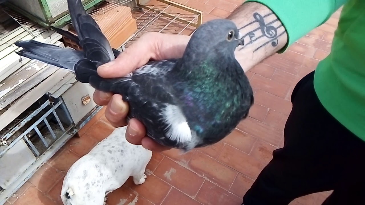 Separando los pichones machos... - YouTube