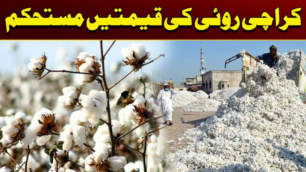 Despite Floods and Rains, Cotton Crops Across the Country are Still ...