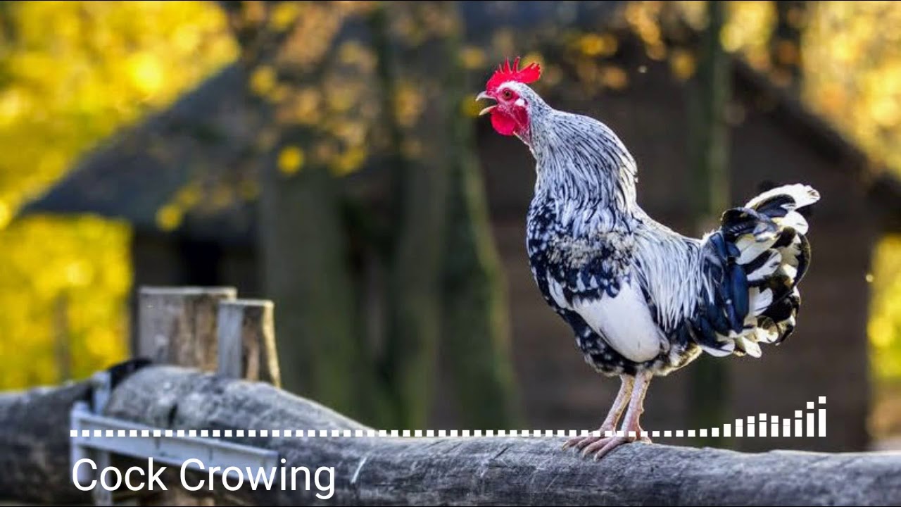 Animal sounds, Cock Crowing - YouTube