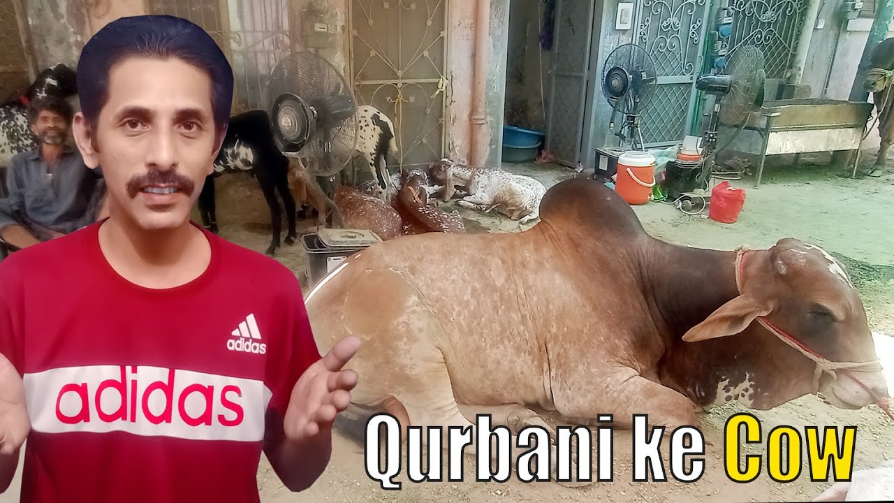 Qubani ke leye janwar le leye | Mandi ka Khubsurat Janwar |Happy Lahori ...
