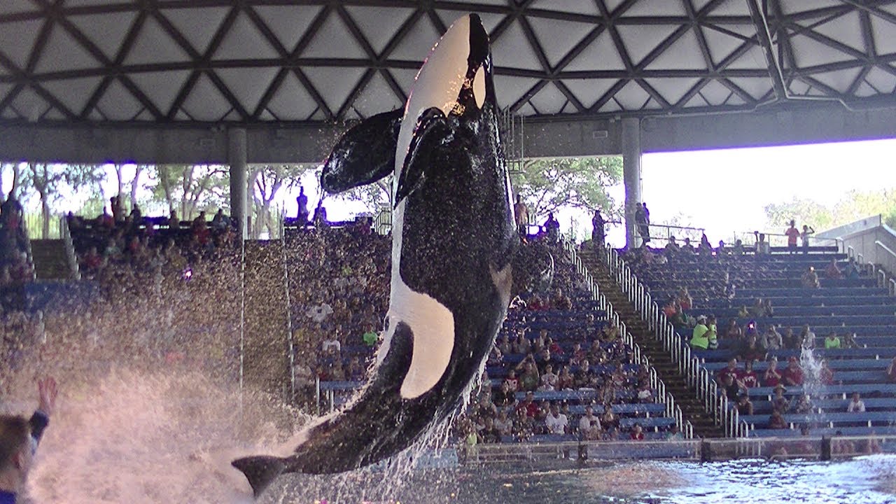 One Ocean Featuring the Late Kyara - July 11, 2017 - SeaWorld San ...
