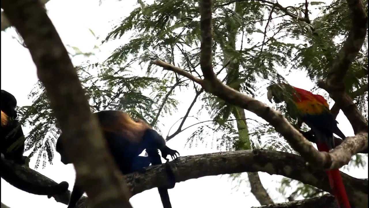 Birds vs. Monkeys - YouTube