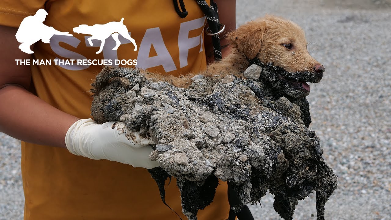 Puppies Trapped In Tar Rescued & Update - YouTube
