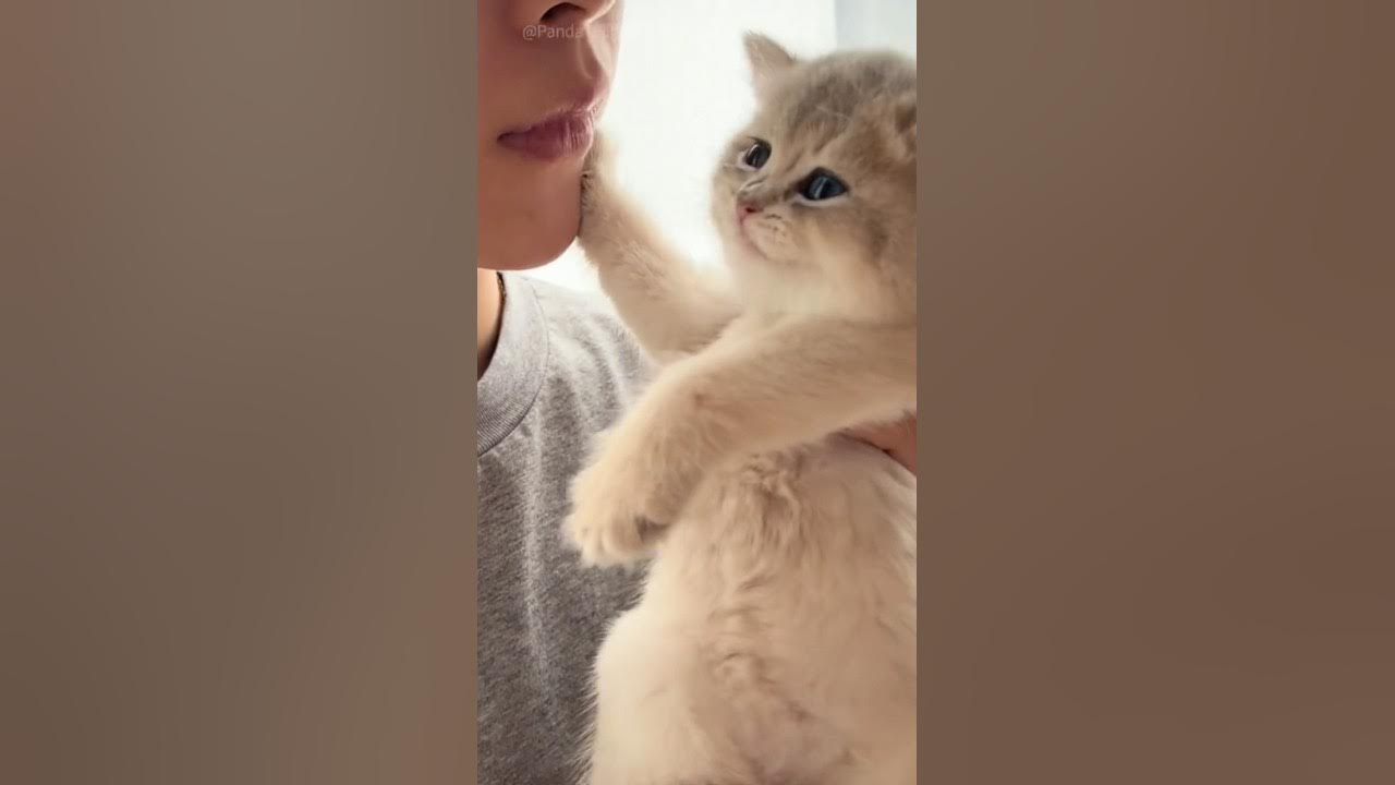 Cat: where does the echo come from? First person perspective, petting plan - YouTube