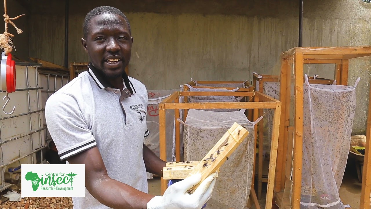 BSF rearing in Uganda. Center for Insect Research and Development ...