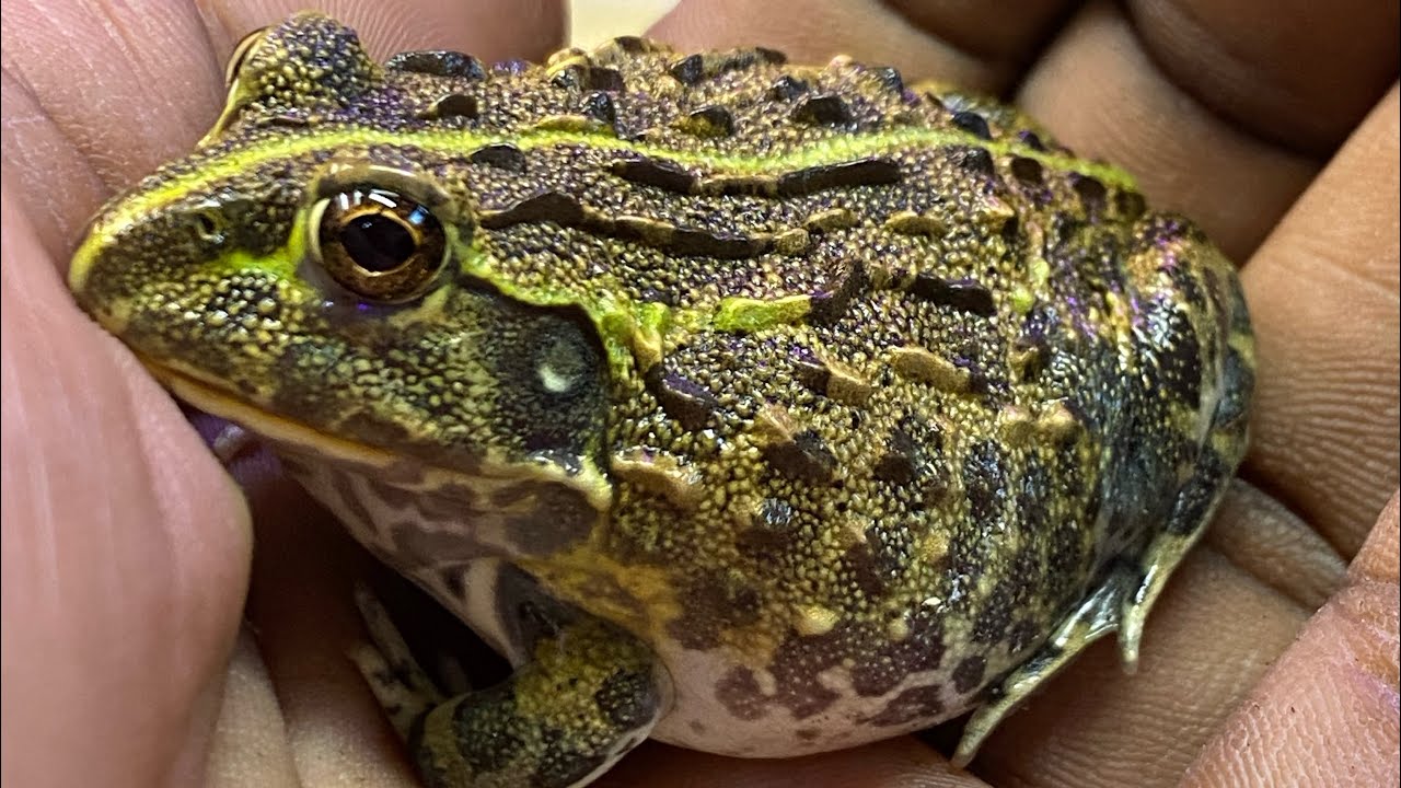Pyxicephalus adspersus Giant Pixie Frog Feeding - YouTube