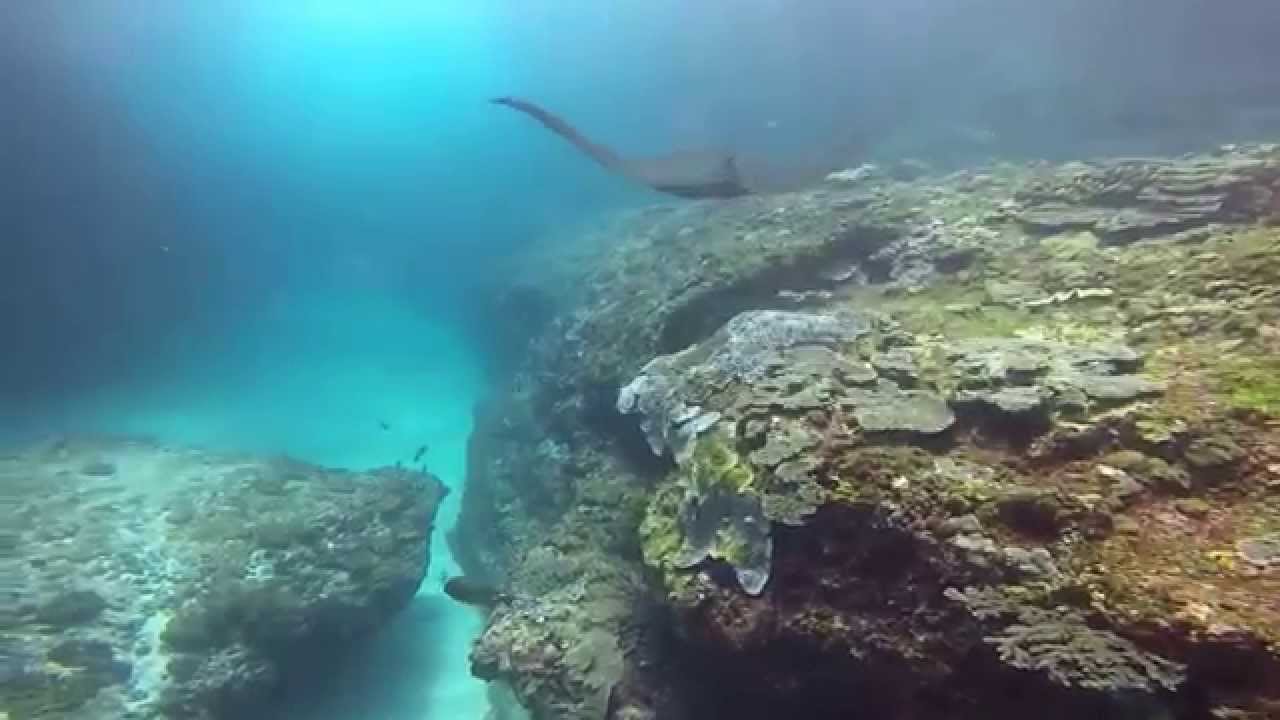 Manta Ray at Nusa Penida - Manta Bay - BALI 2015 - YouTube