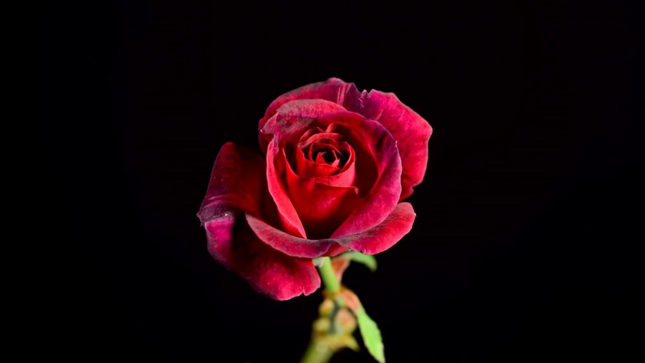 Blooming Rose Flower || Time-Lapse Movie - YouTube