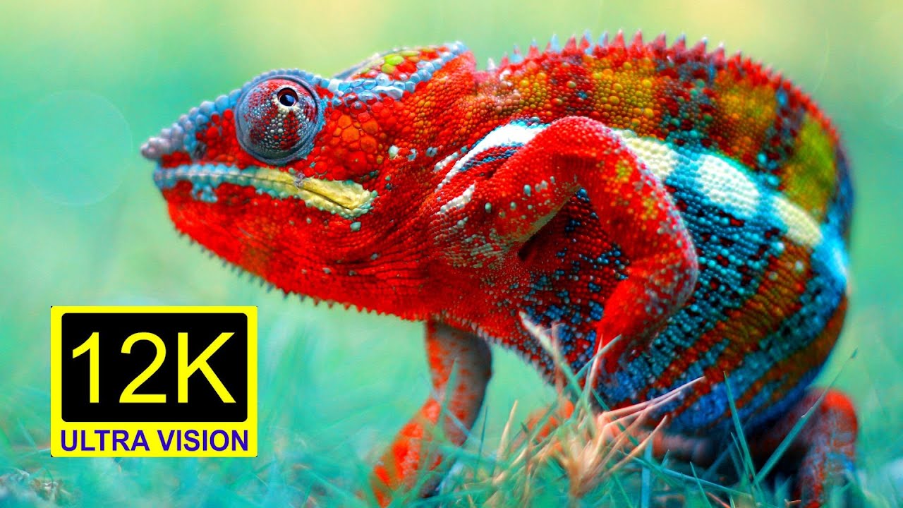 Chameleon Amazing Moments | Chameleon Interested Don't Skip | Chameleon ...