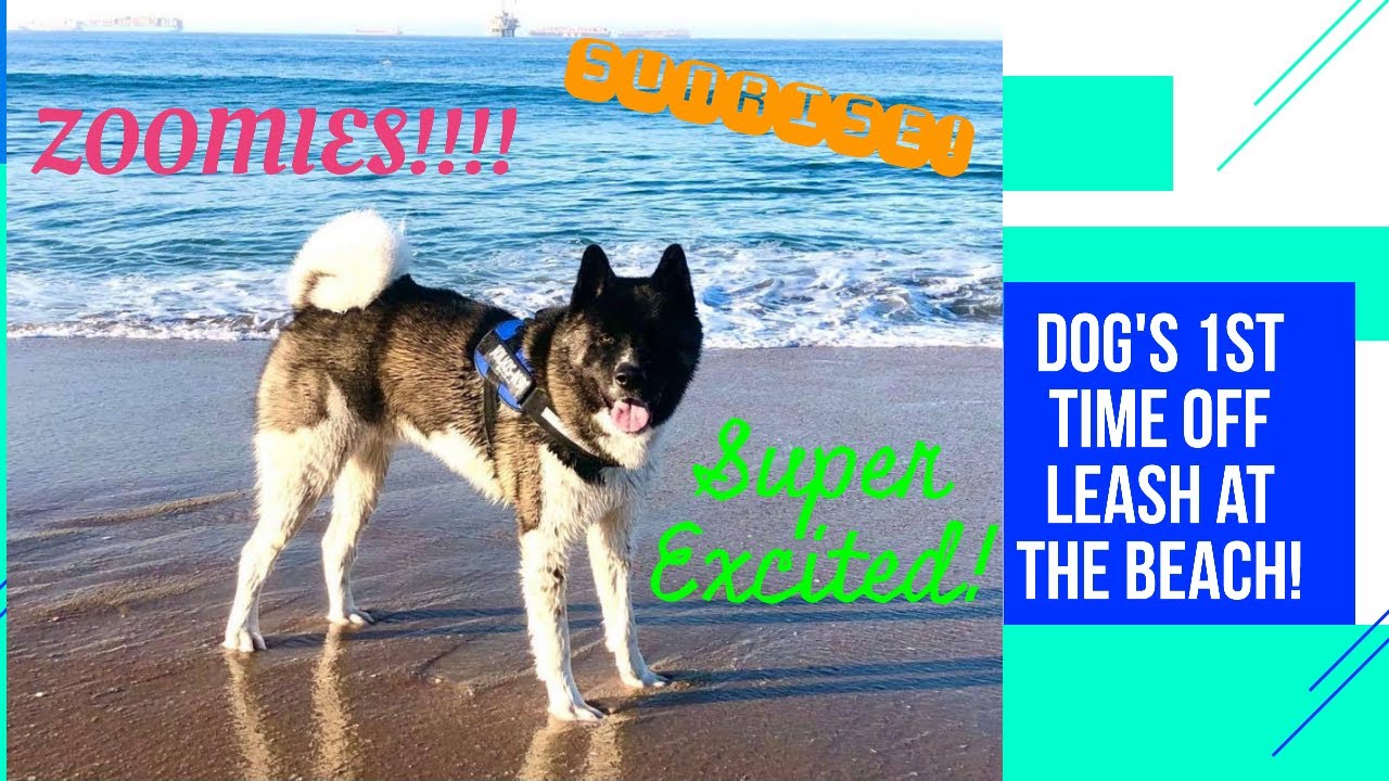 SUPER EXCITED DOG OFF LEASH FOR THE FIRST TIME AT THE BEACH - YouTube