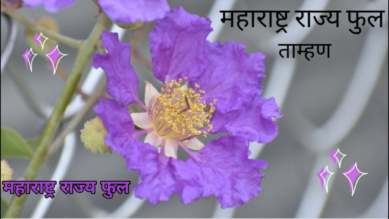 महाराष्ट्र राज्य फुल ताम्हण..Pride of India..State Flower of ...