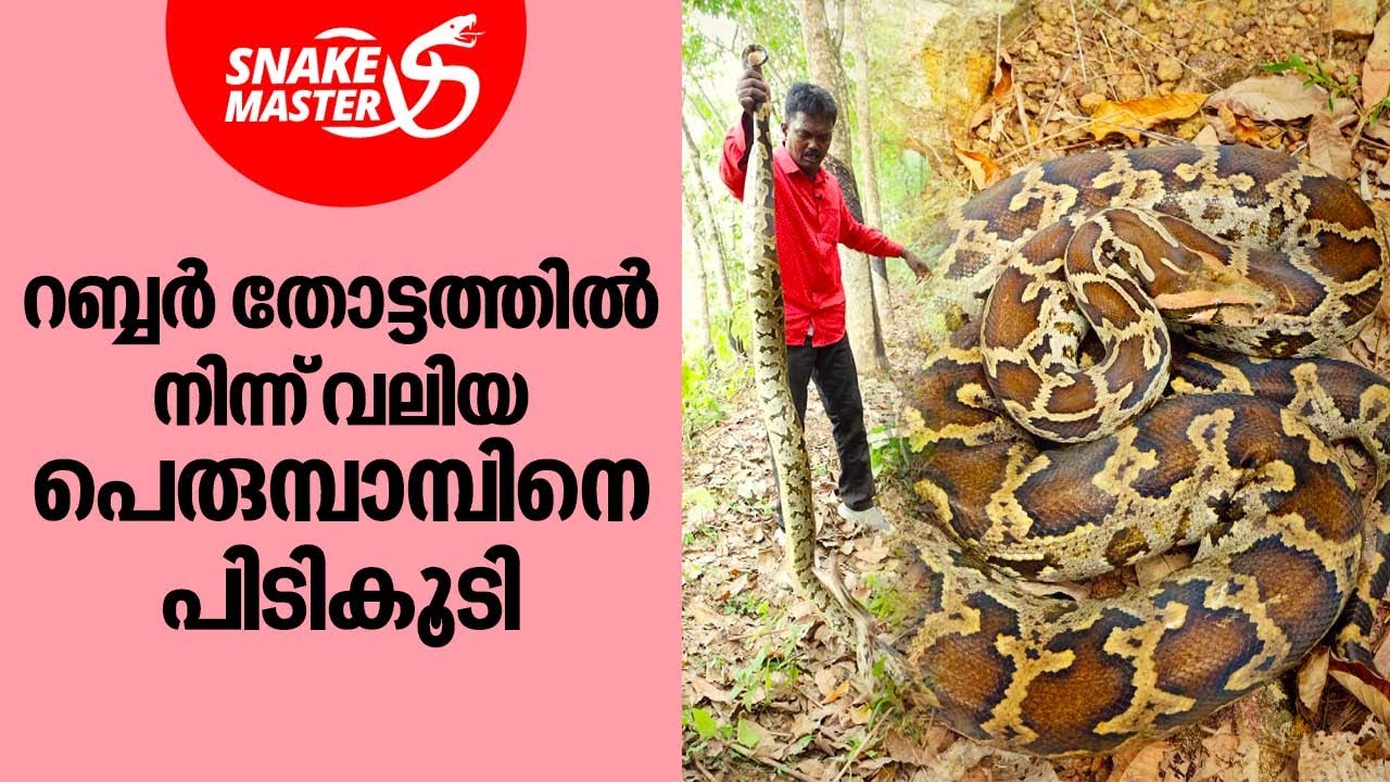 പന്നിയെ വിഴുങ്ങാൻ എത്തിയ കൂറ്റൻ പെരുമ്പാമ്പ് | Snakemaster EP 972 - YouTube