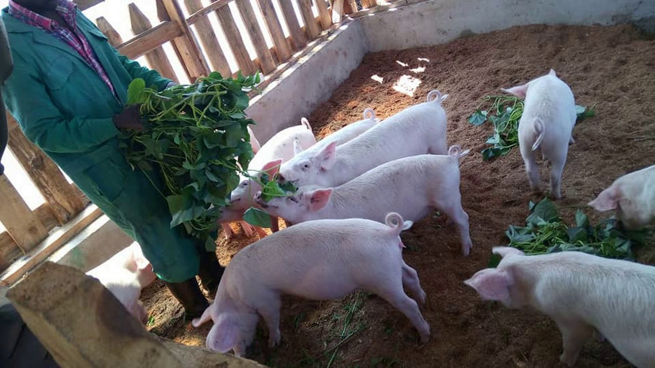 Babuyang Walang Amoy How To Make No Smell Pig Pen School Piggery YouTube babuyang-walang-amoy-how-to-make-no-smell-pig-pen-school-piggery-youtube