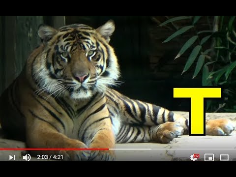 ALPHABET ANIMALS - PHONICS - ALPHABET SONG (Part 31) - YouTube