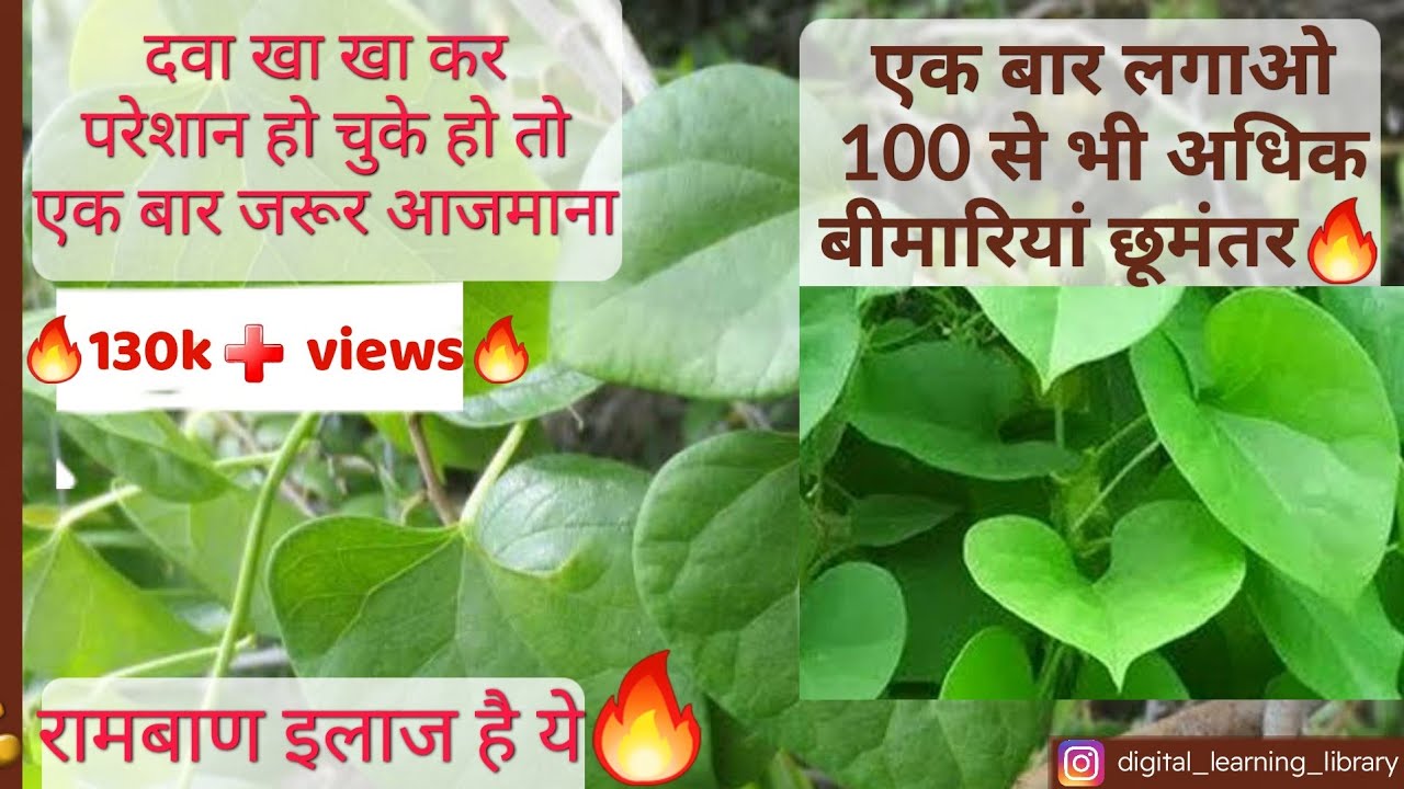 गिलोय से कौन सी बीमारी ठीक होती है? | giloy ke fayde | giloy benefits ...