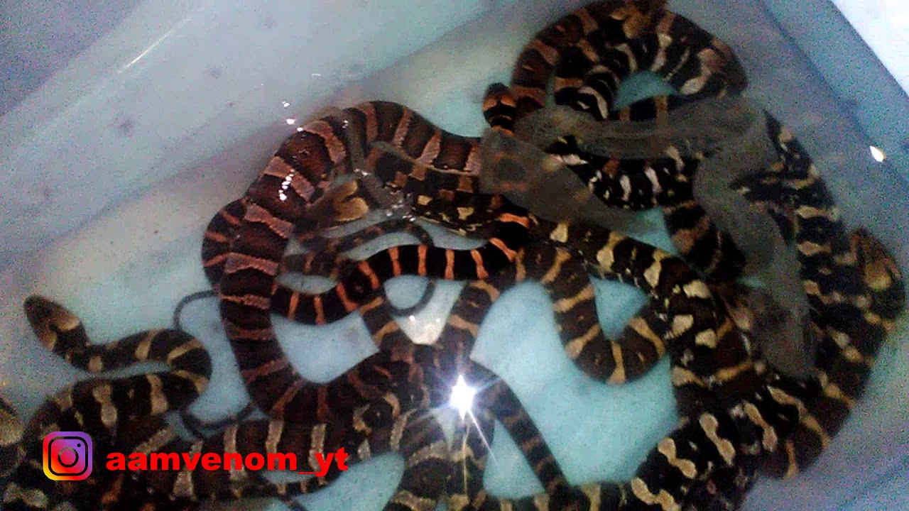 Mengenal Ular Air ( Hemalopsis Buccatta ) A.K.A Ular Kadut part 2 || Q ...