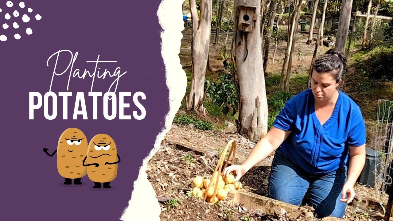 Planting potatoes and caging citrus trees - YouTube
