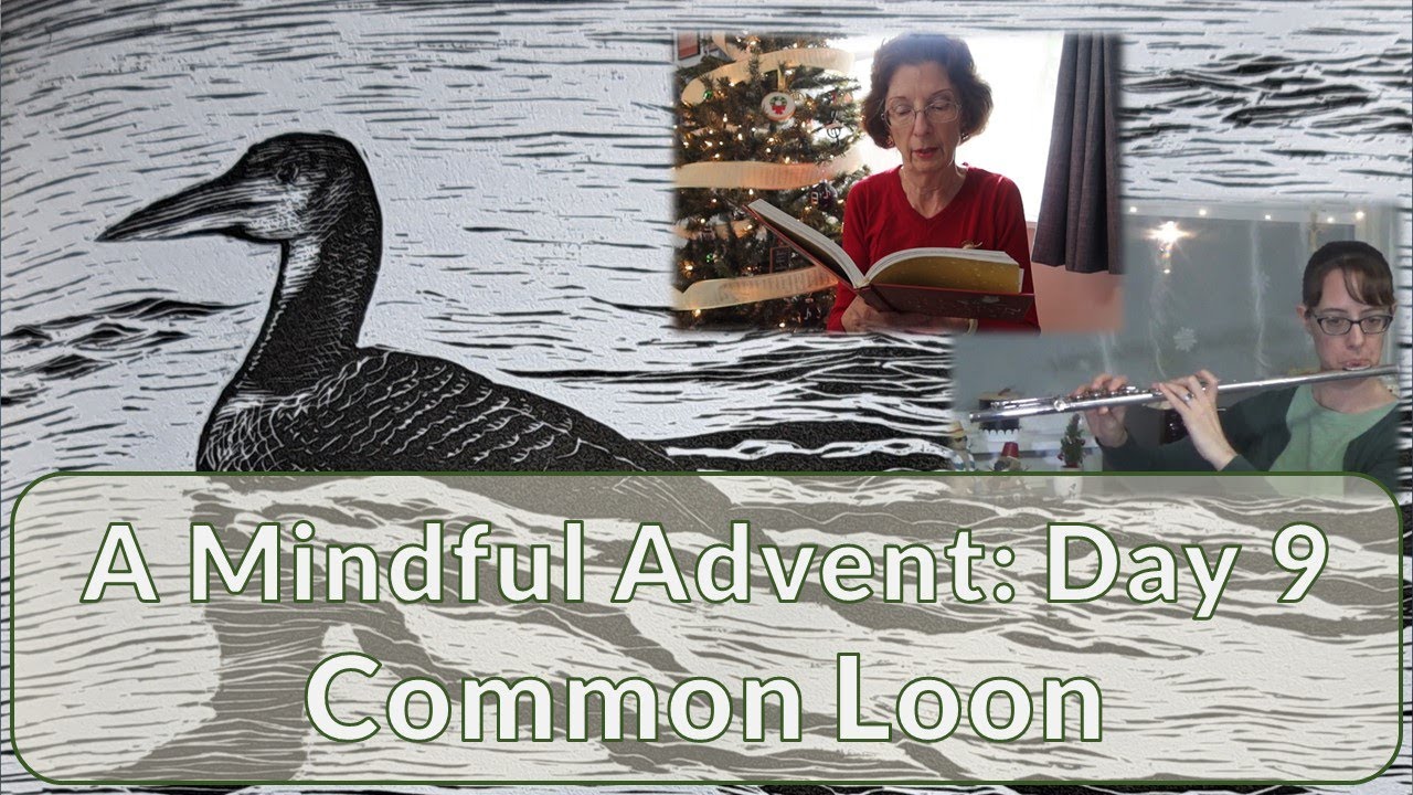 A Mindful Advent Reading: Common Loon - All Creation Waits | Of the Father's Love Begotten ...