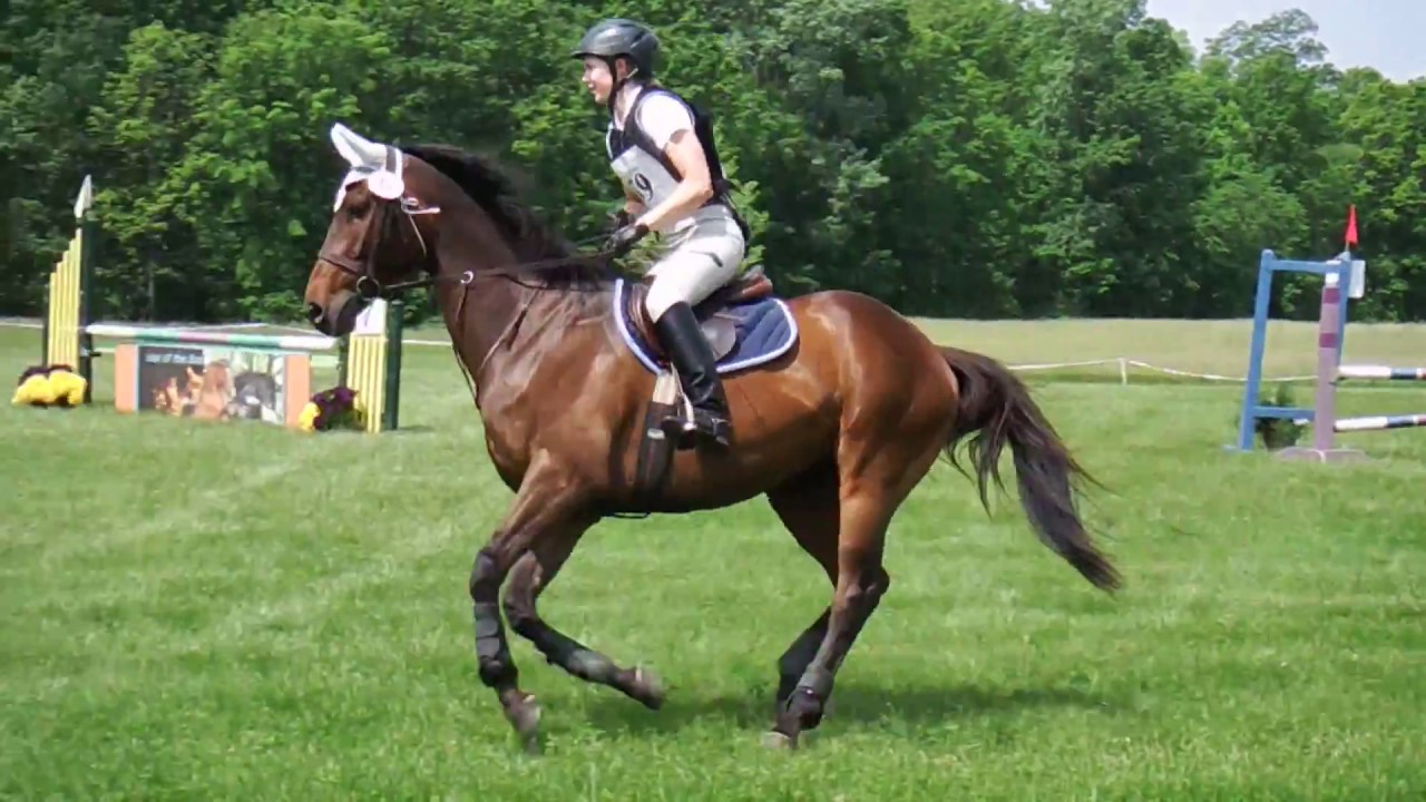 Novice level show jumping - YouTube