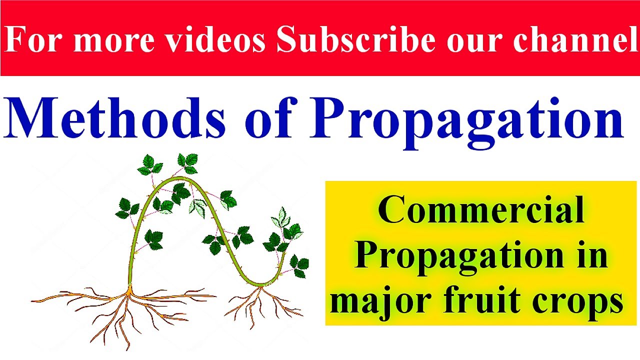 Propagation || प्रवर्धन || Commercial Propagation in fruit Crops || AFO ...
