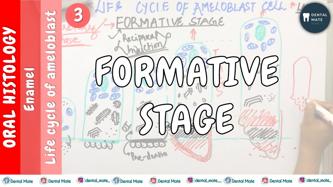 Formative stage | Secretory phase | Life cycle of Ameloblast | Dr ...