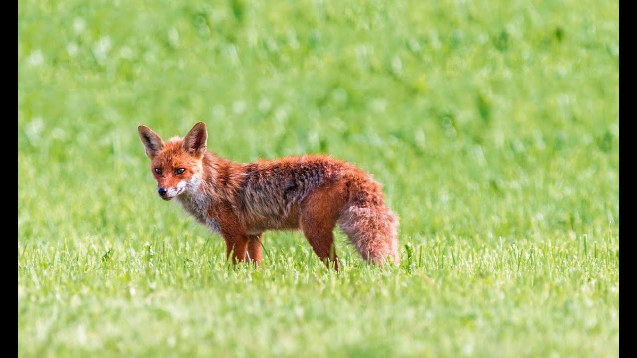 The Shooting Show - opportune fox on a roe doe stalk - YouTube