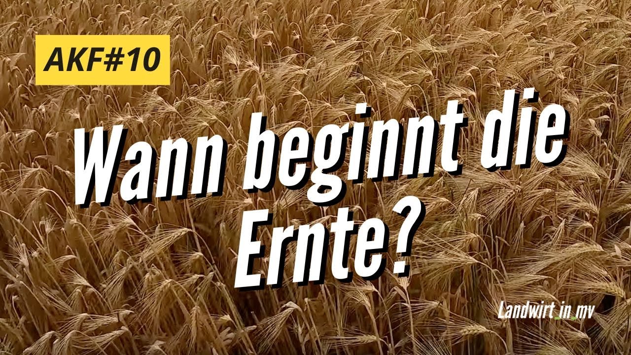AKF #10 Wann beginnt die Ernte? Ein Blick ins Getreide - YouTube