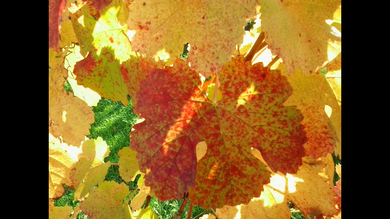 ARMAMAR COUNTY IN THE AUTUMN, DOURO, PORTUGAL/ ARMAMAR NO OUTONO, DOURO ...