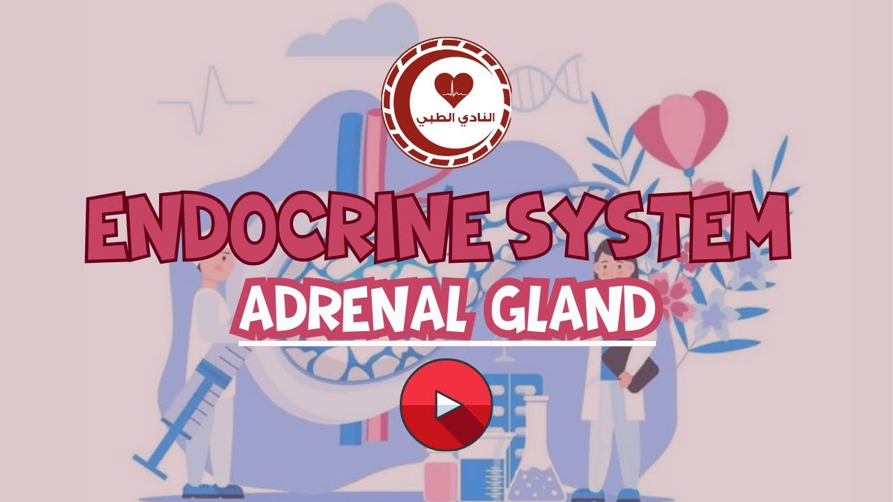 3. Endocrine System - Biochemistry - Adrenal Gland - YouTube