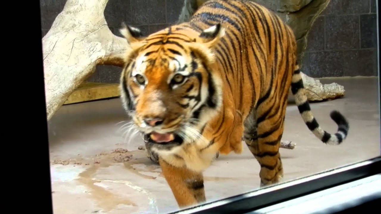 Mai the 3 Legged Indochinese Tiger * OMAHA ZOO * 2012 - YouTube