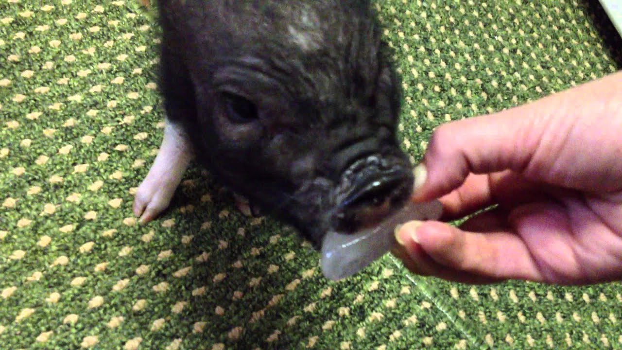Mini pig vs ice cube - YouTube