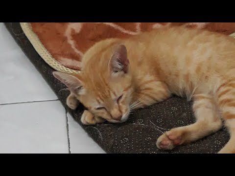 🔴SAHABAT KUCING sedang live | Kucing mager - YouTube