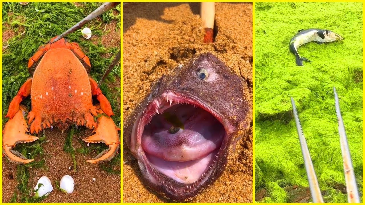 Catching Seafood 🦂🦀🐙 ASMR Relaxing 🦈Catch Shark 🐟 Catch Fish 🐠Deep Sea ...