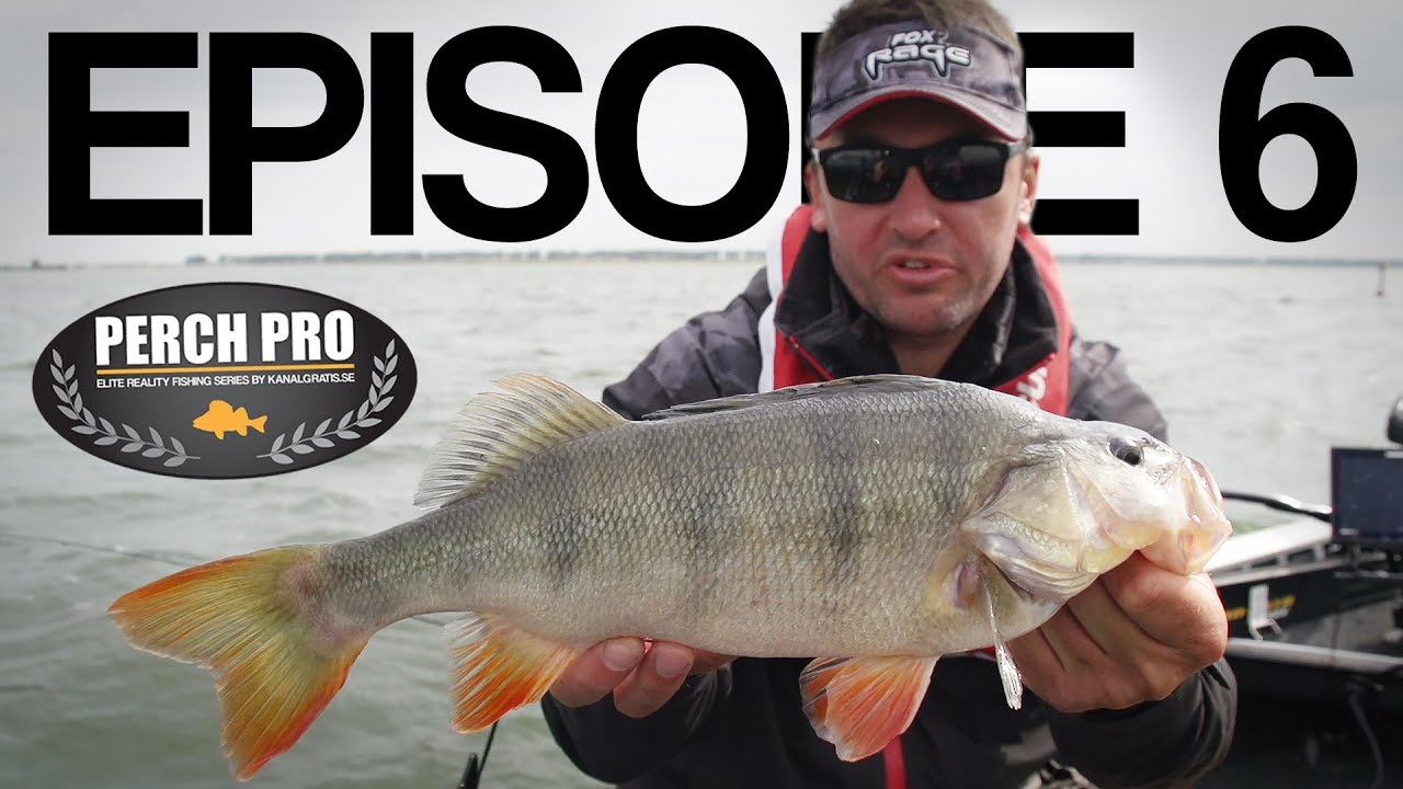 PERCH PRO 5 - Episode 6 - The Topwater War (with French & German ...