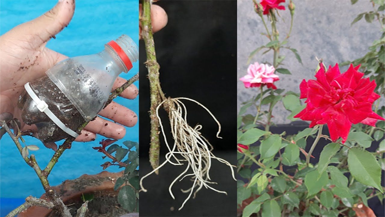 How to grow Rose from Air layering | Rose plant Air Layering | Rose ...