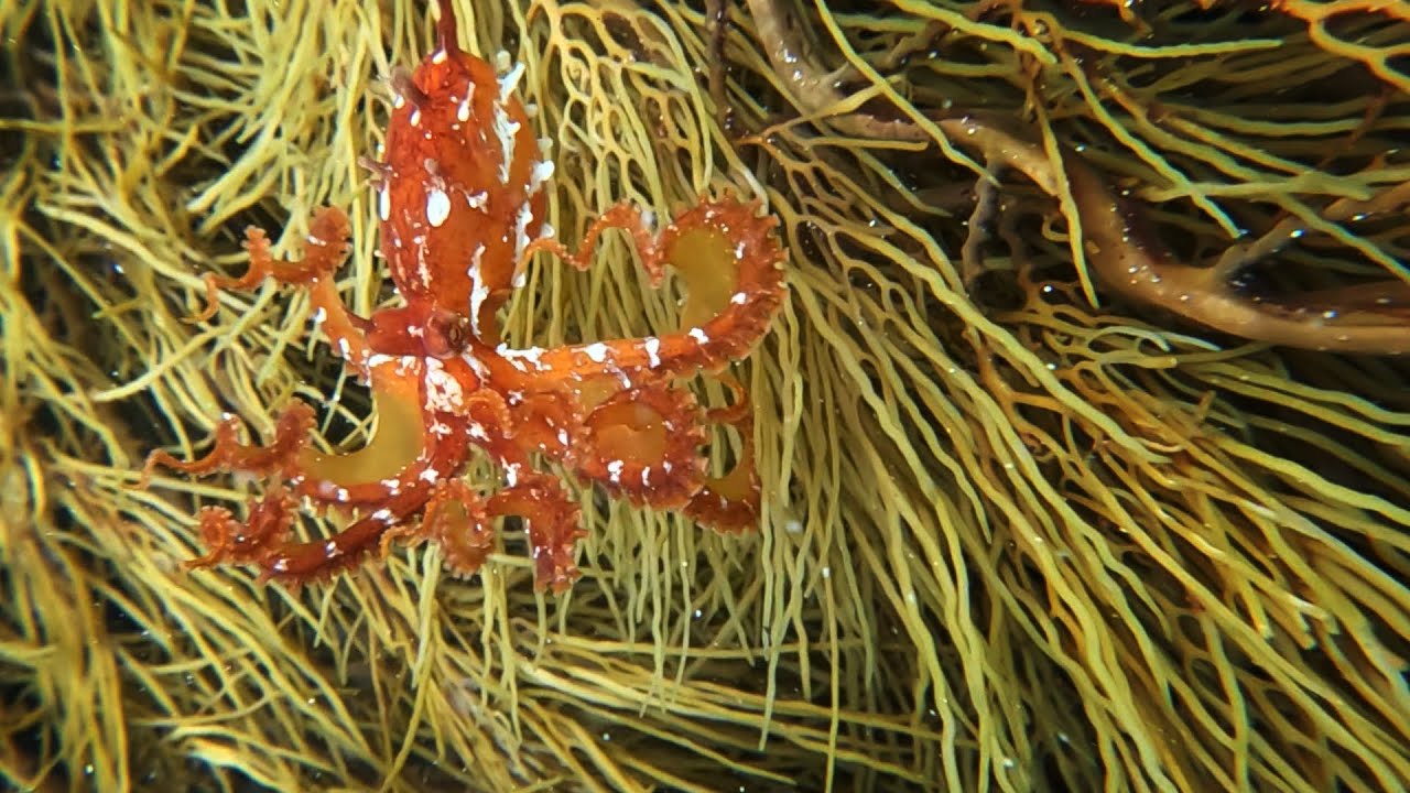 First Ever Wild Footage: Frilled Pygmy Octopus - Octopus superciliosus ...