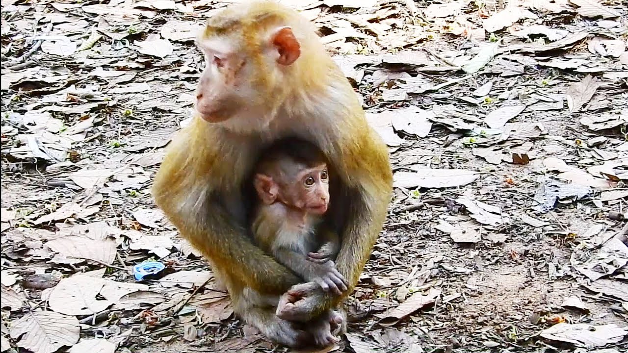 Luna monkey hug BB Rainbow very sweetly - YouTube