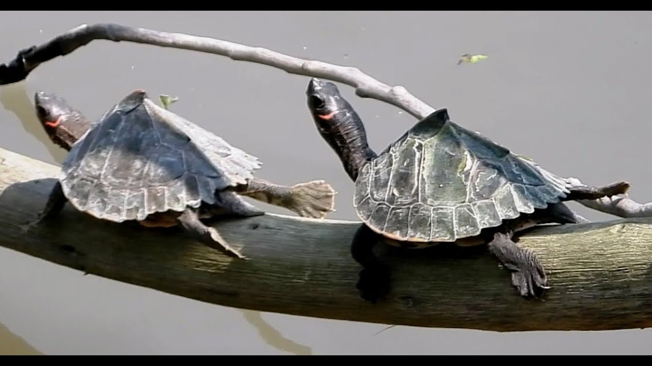 Assam Roofed Turtles | Sylhet Roofed Turtle | Kaziranga National Park ...