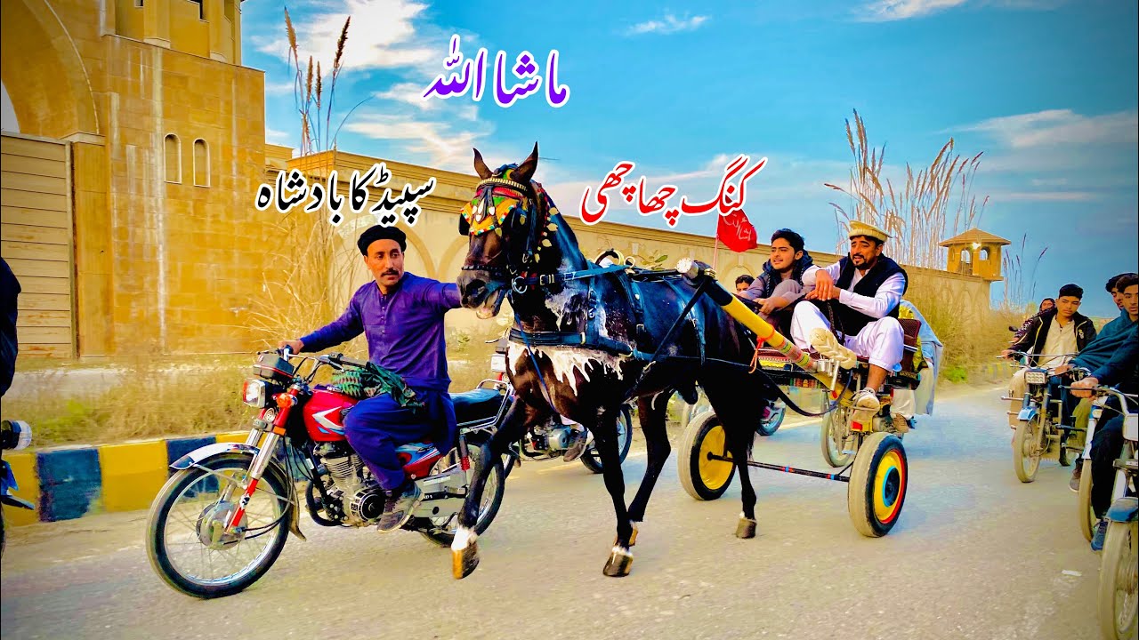 King chachi,race video,horse race,horse races,horse race news,horse ...