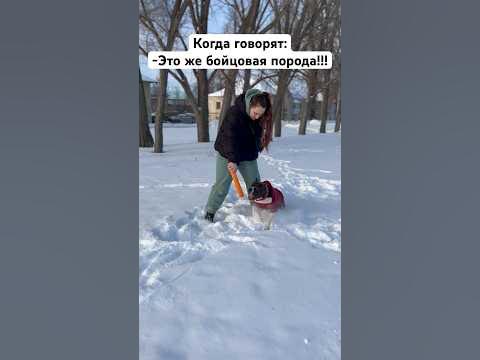 Осторожно, злая хозяйка! Собака нормальная 😌 - YouTube
