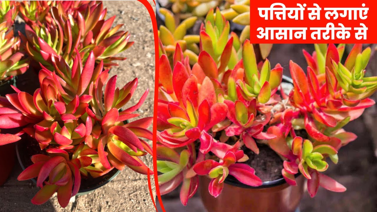 HOW TO GROW RED PAGODA PLANT | पत्तियों से लगाएं आसान तरीके से - YouTube