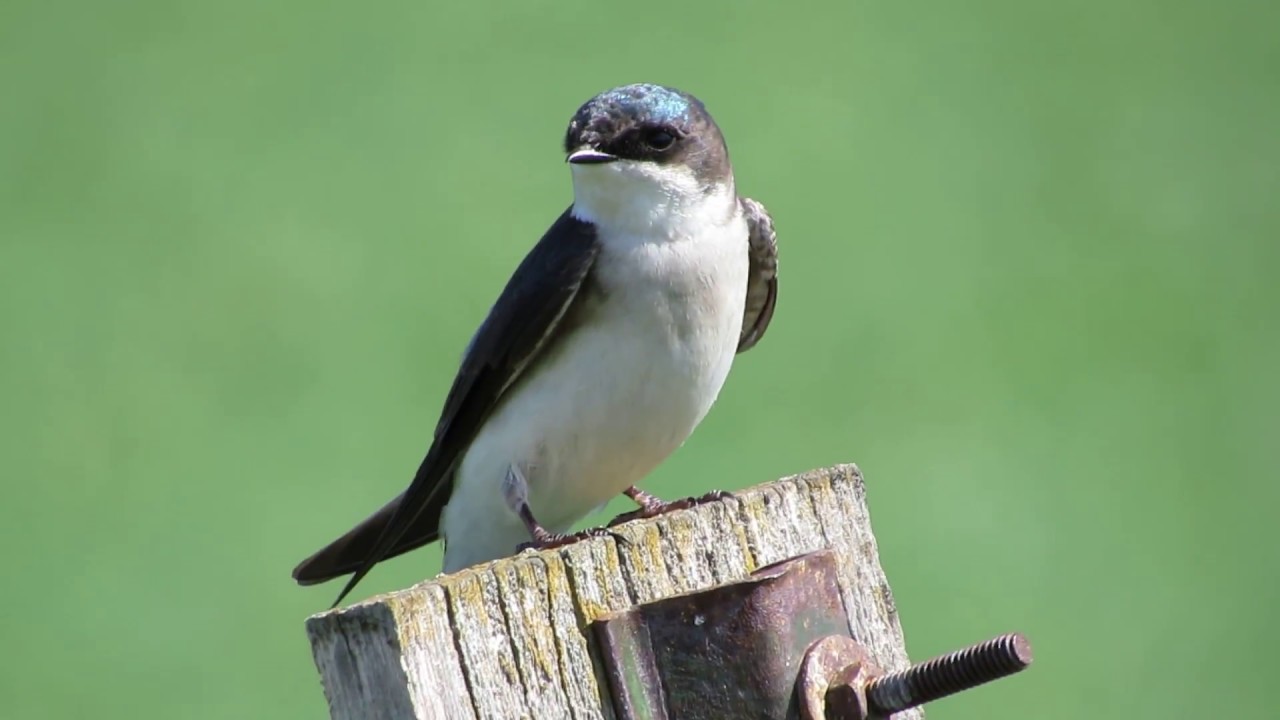 Female Tree Swallow (Watch in 1080HD) - YouTube