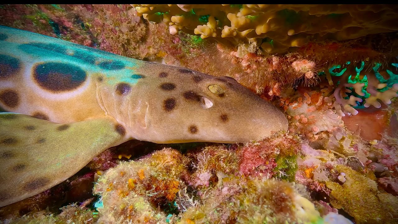 EXTREME CLOSE-UP OF A PAPUAN EPAULETTE SHARK WALKING! Diving in Papua ...