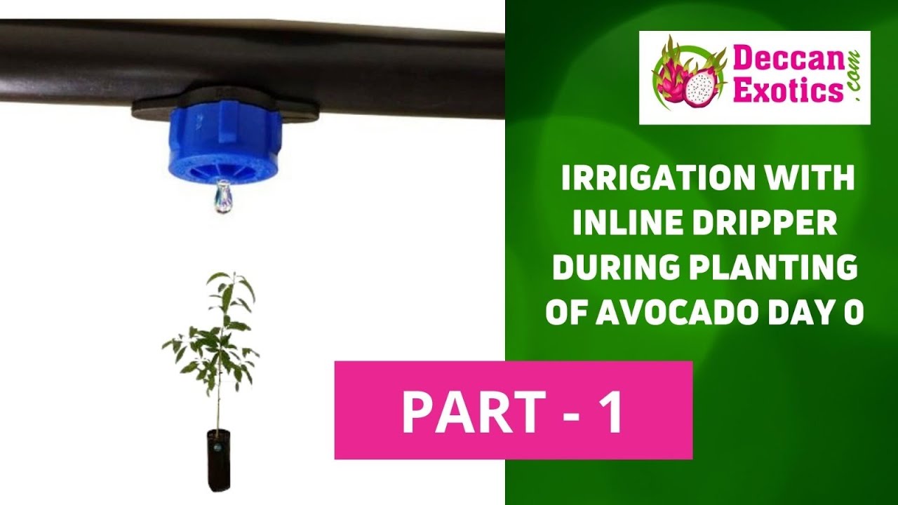 Irrigation with inline dripper during planting of avocado day 0 - Part ...