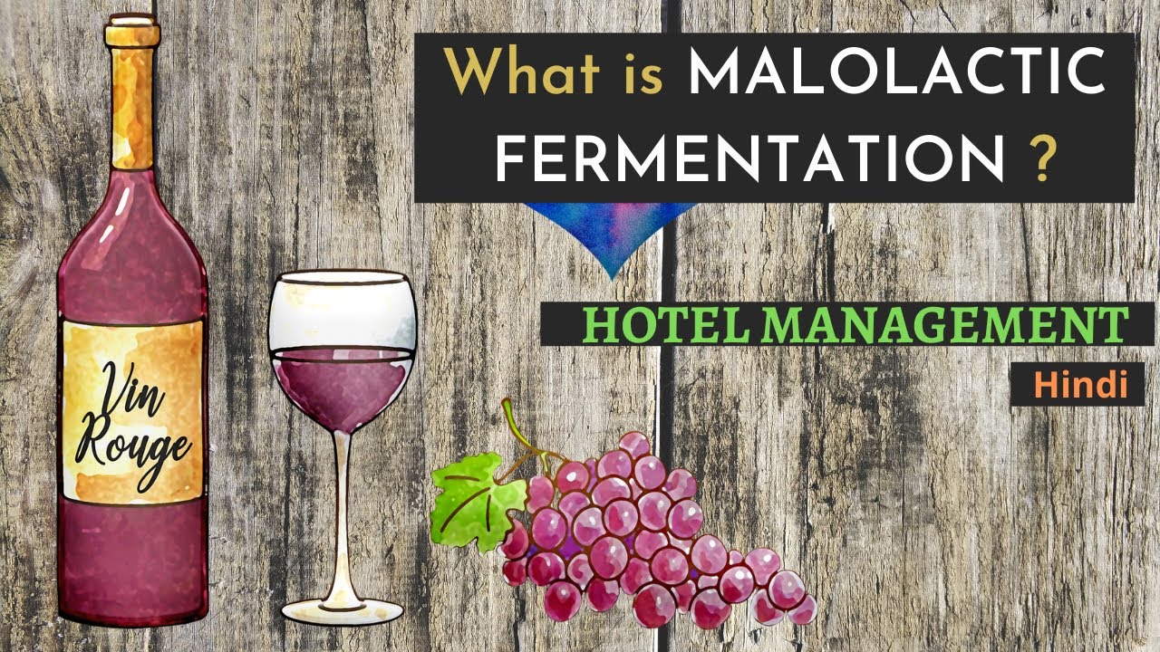 MALOLACTIC FERMENTATION I Hotel Management - YouTube