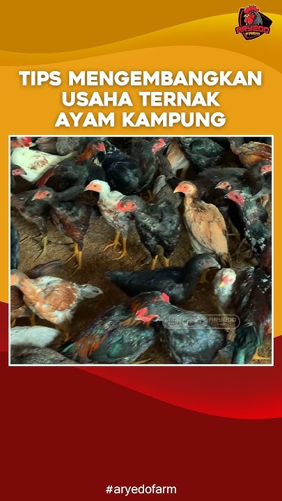 Tips Mengembangkan Usaha Ternak Ayam Kampung - YouTube