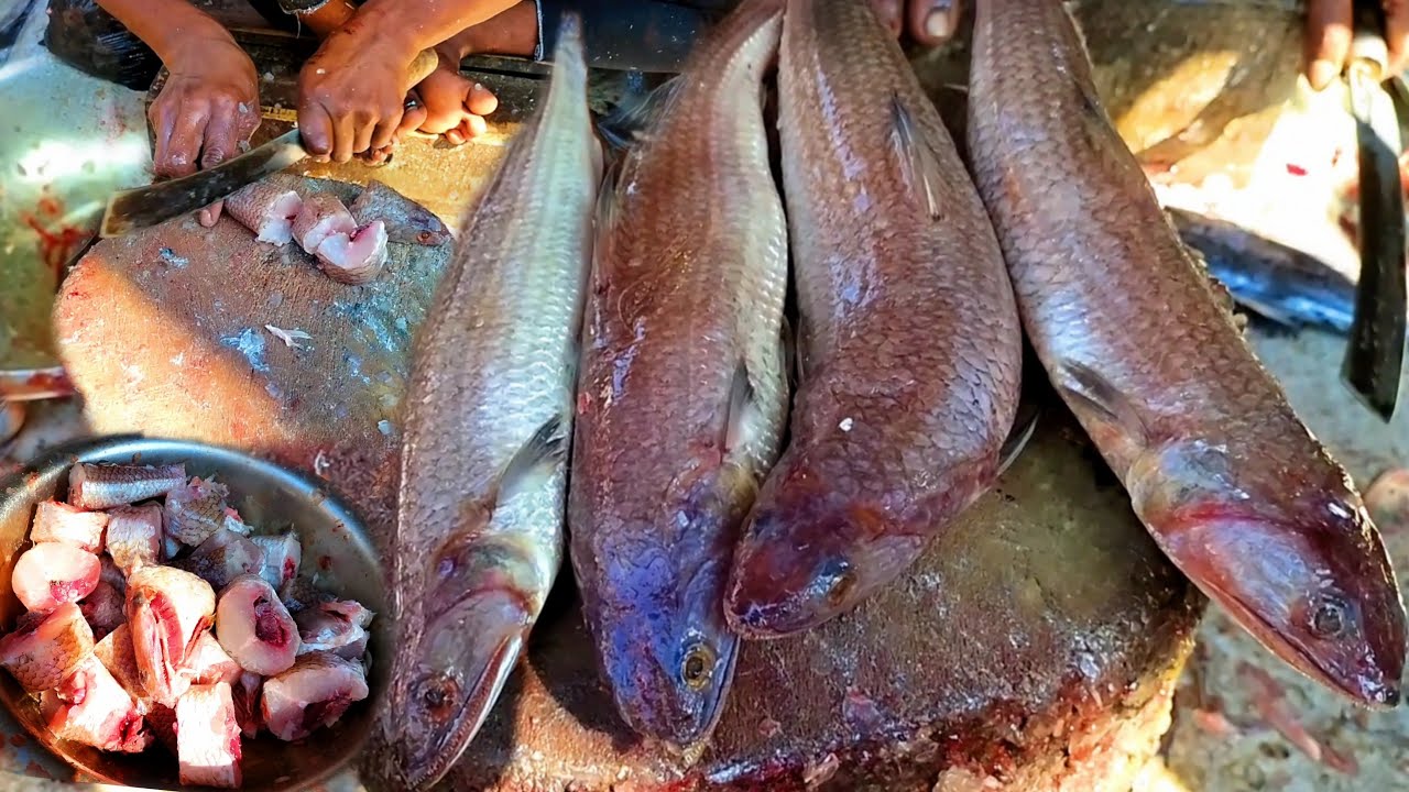 Amazing Bele Fish Cutting Skills Live In Fish Market 2022 - YouTube