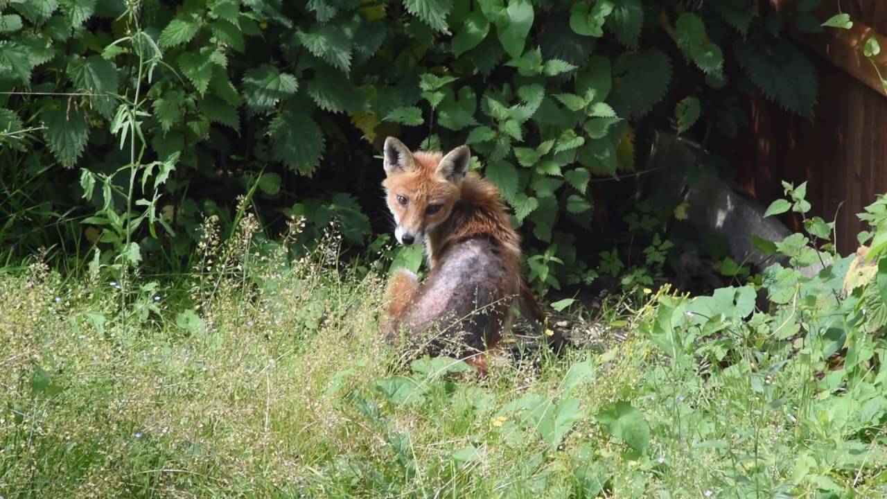 Sick young fox. - YouTube